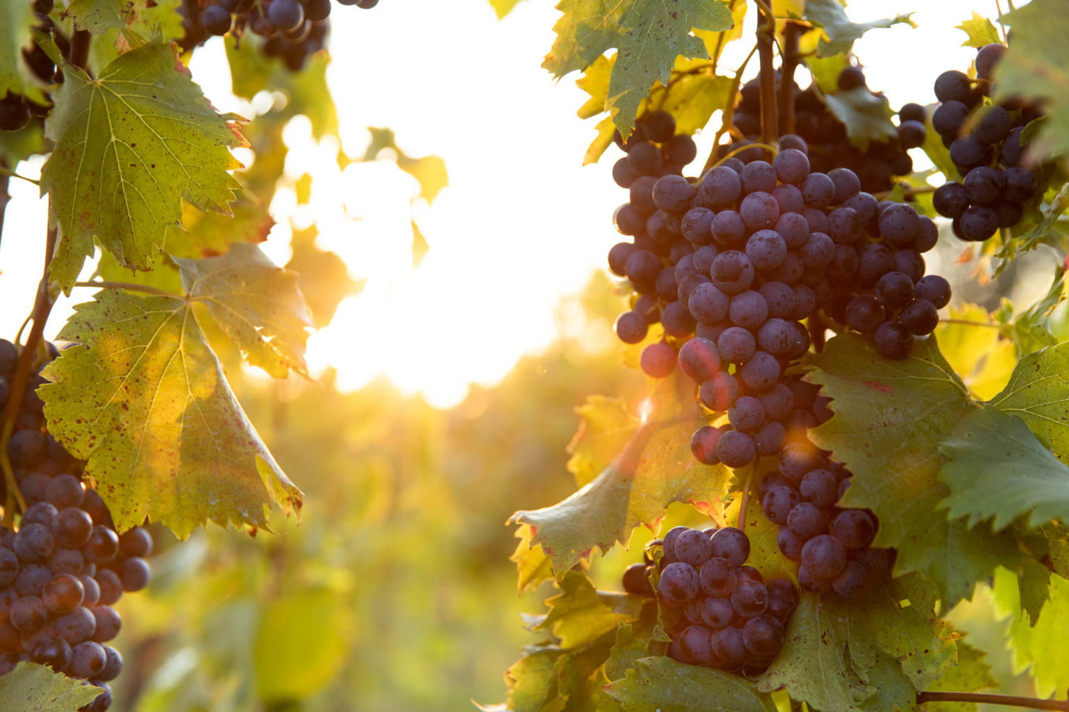 Most Awarded Missouri Winery | Stone Hill Winery in Hermann, MO