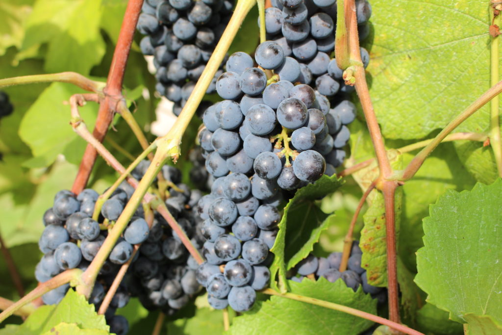 Varietals - Stone Hill Winery